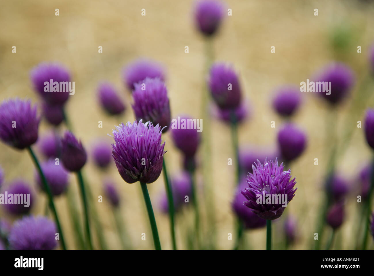 Chives in bloom Stock Photo - Alamy