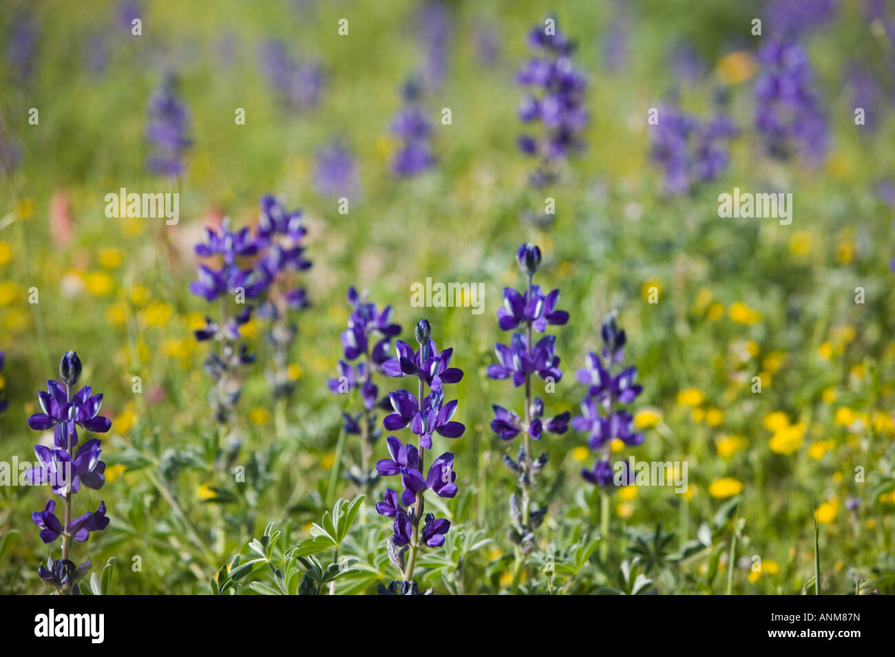 MOROCCO, Anti Atlas, HAD TAHALA: Spring Flowers Stock Photo - Alamy