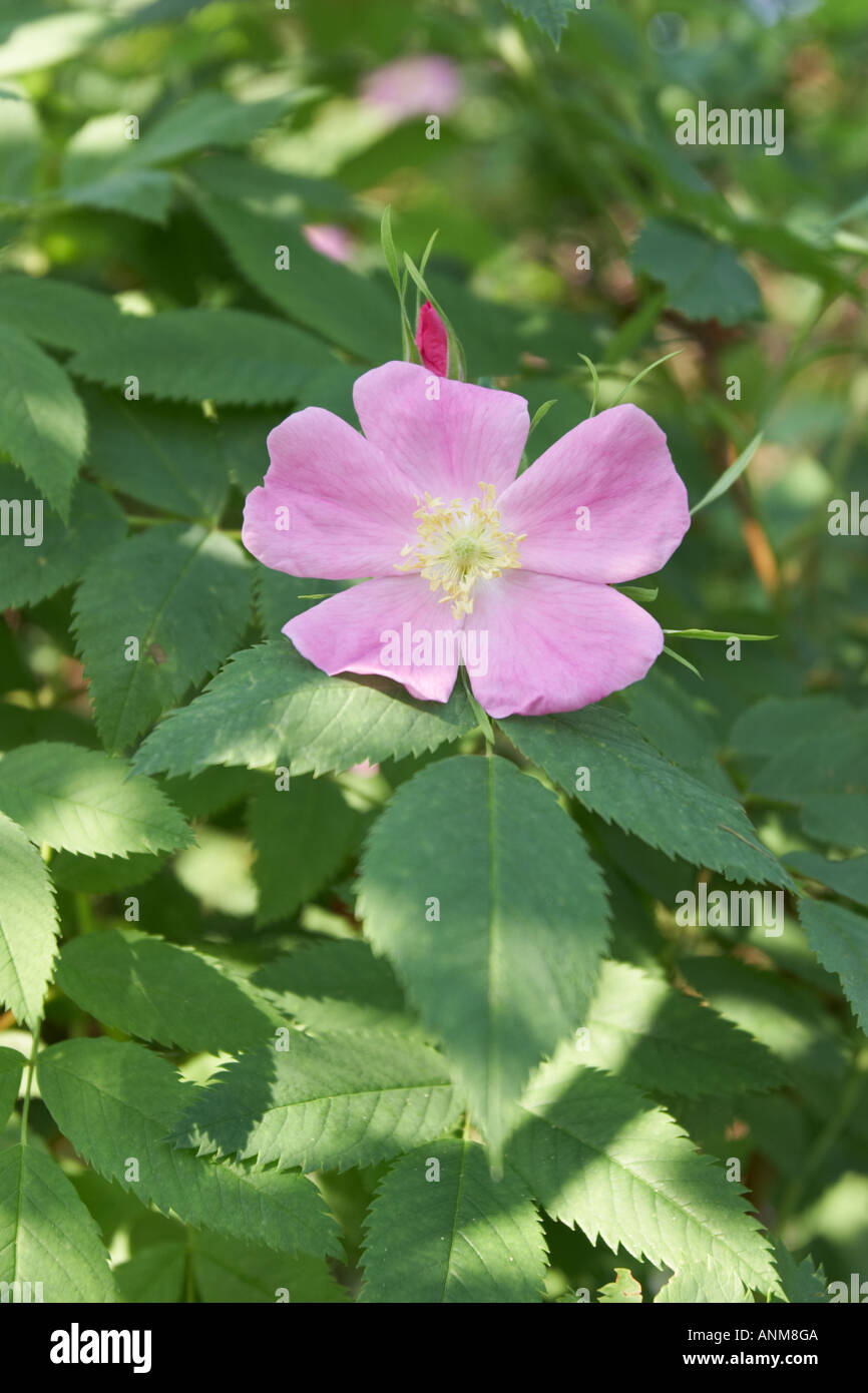 Wild Rose flower Stock Photo - Alamy