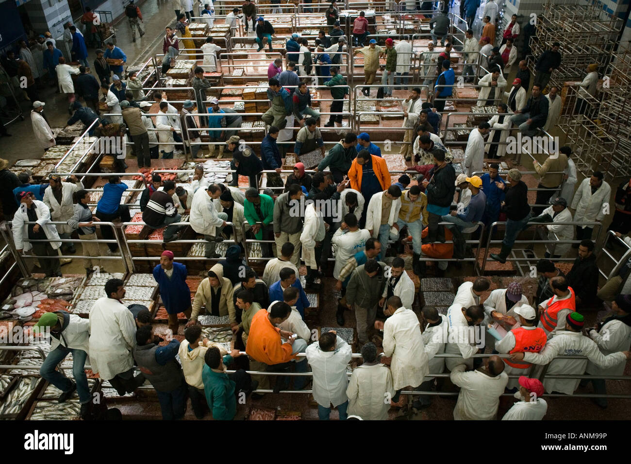 MOROCCO, Atlantic Coast, AGADIR: Commercial Port Fish Market Interior ...