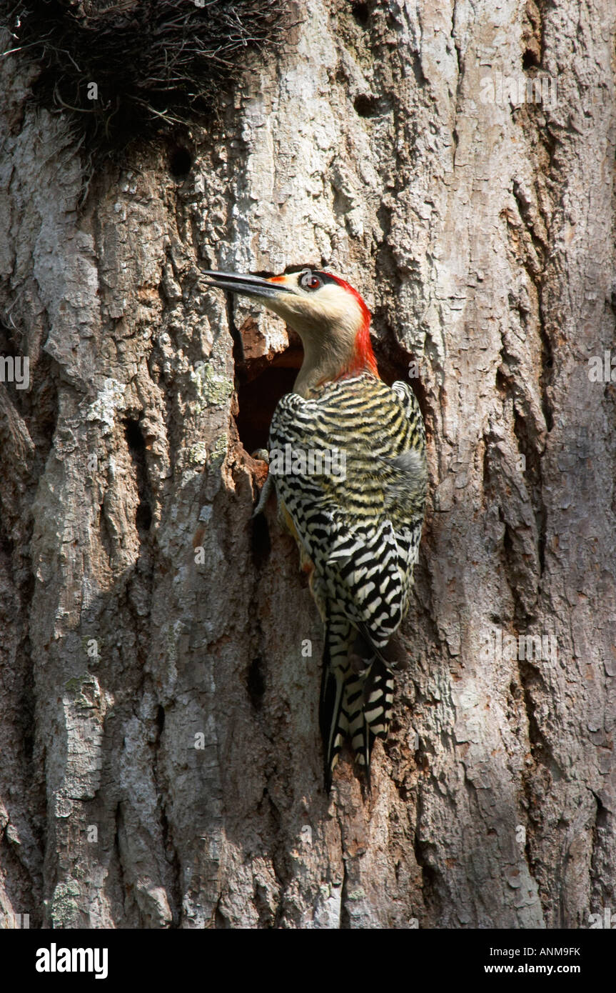 Woodpecker on a tree with adppled light Stock Photo - Alamy