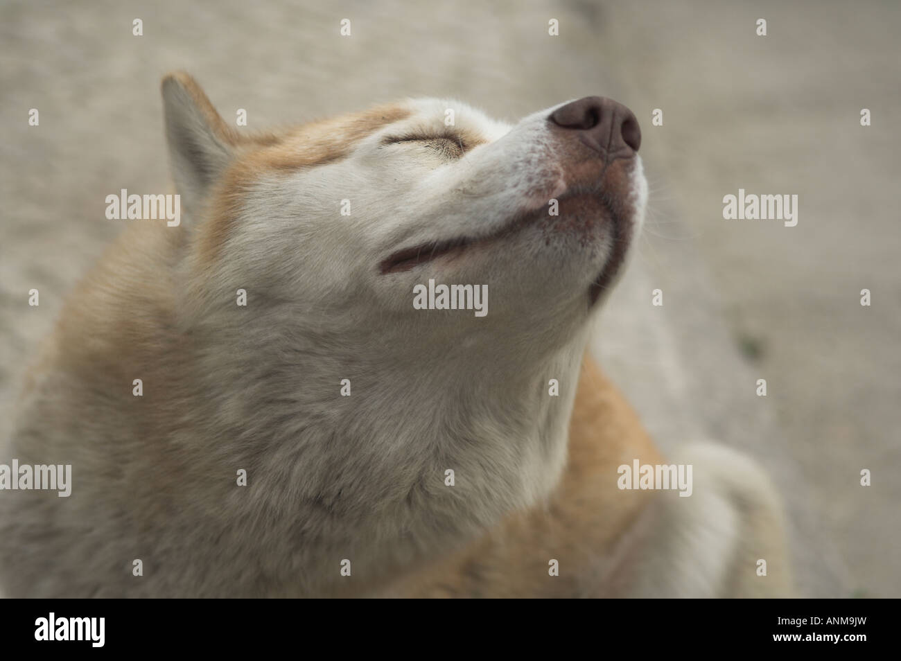 Husky dog stretching Stock Photo - Alamy
