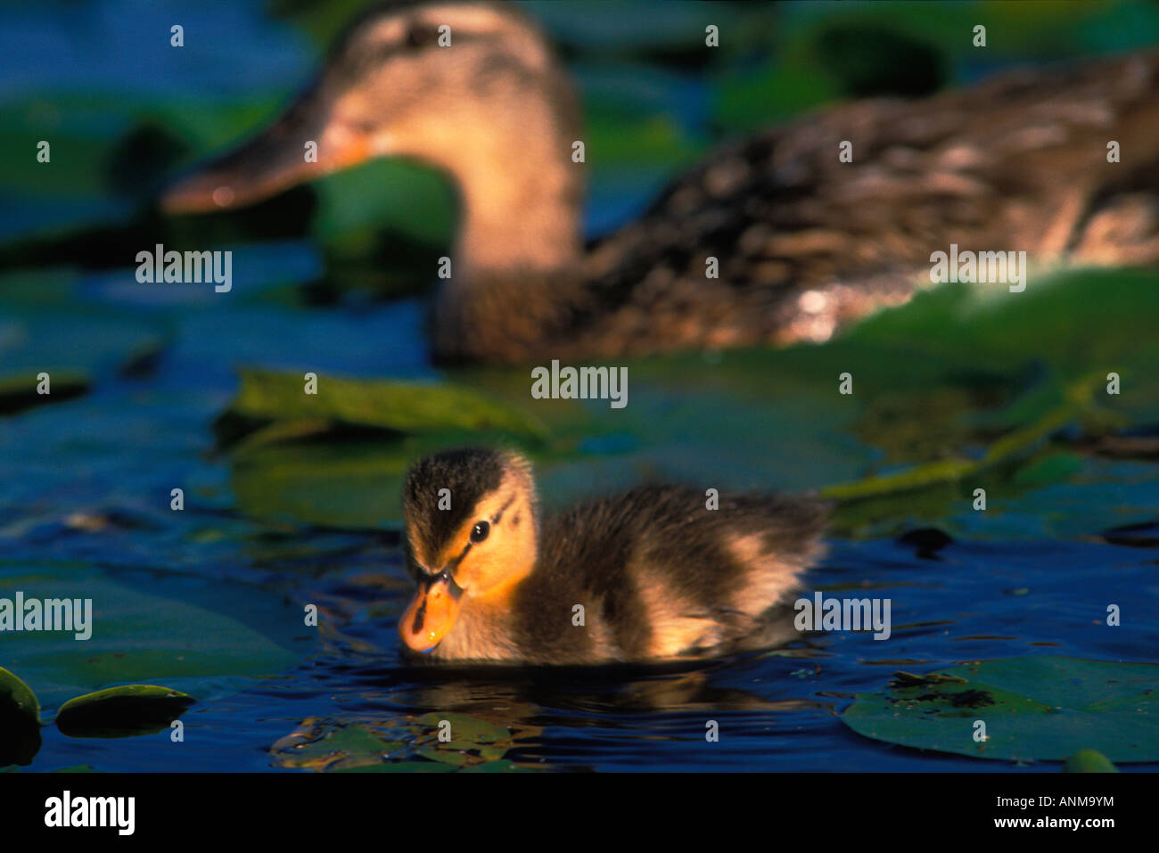 mother duck with duckling swimming through lily pads Stock Photo - Alamy
