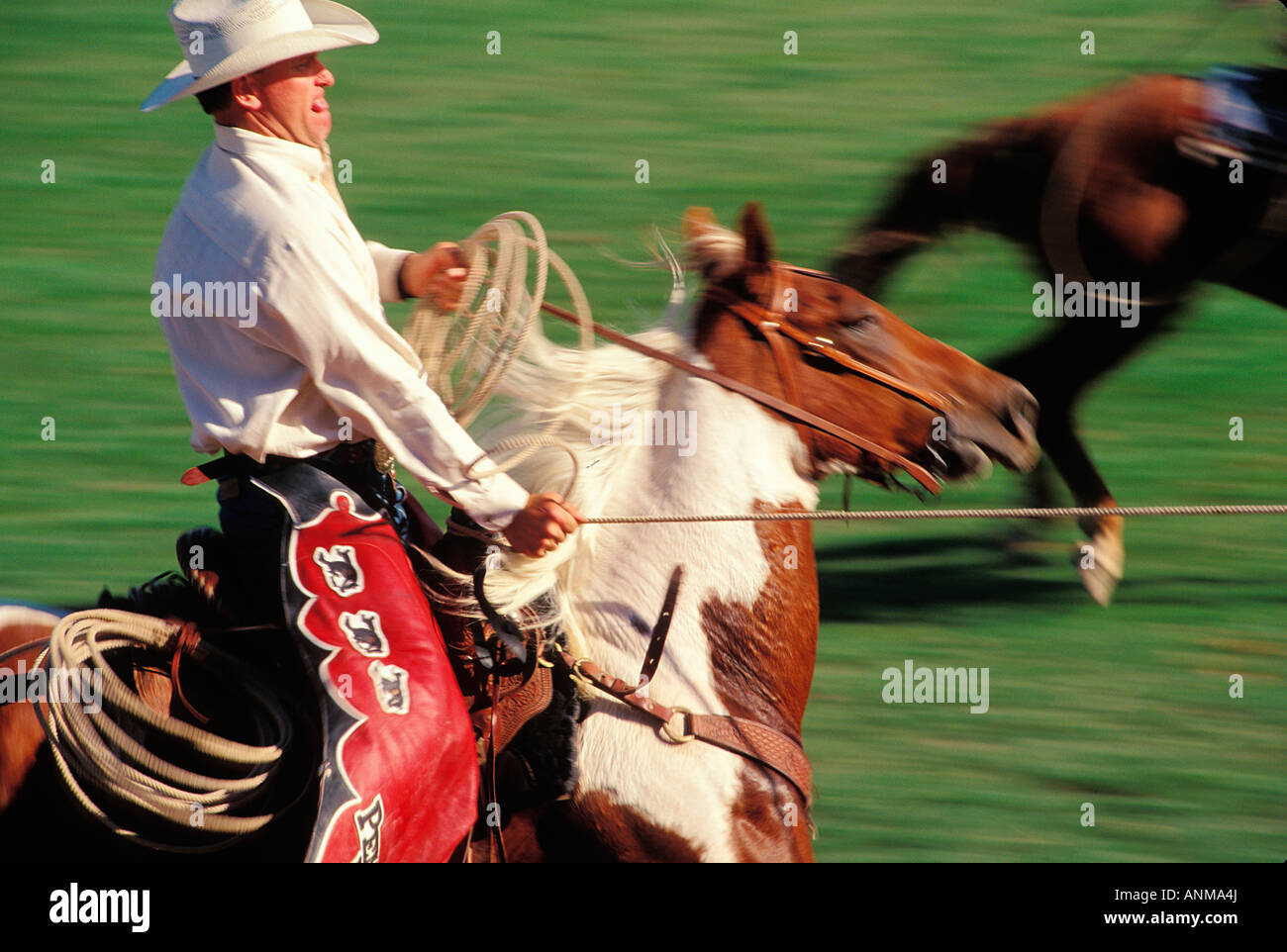 cowboy in rodeo roping steer in competition Stock Photo - Alamy