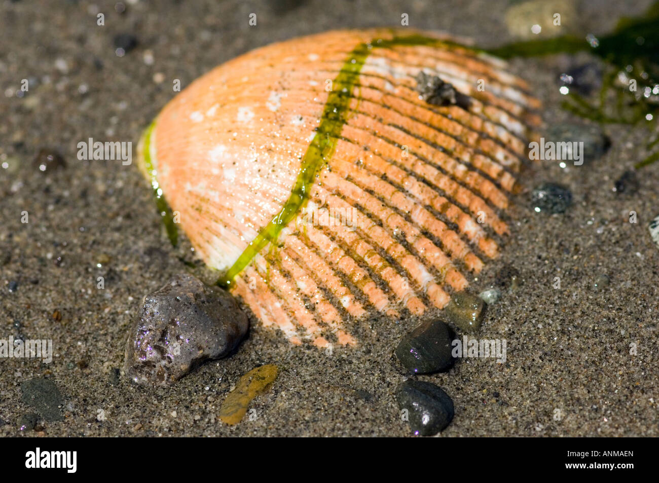Shoreline enclosure hi-res stock photography and images - Alamy