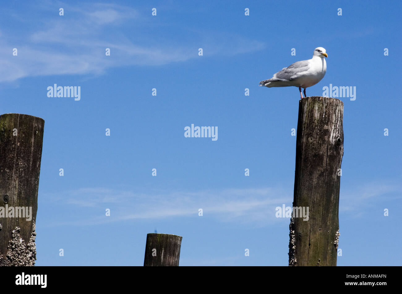 Seagull beach pile hi-res stock photography and images - Alamy