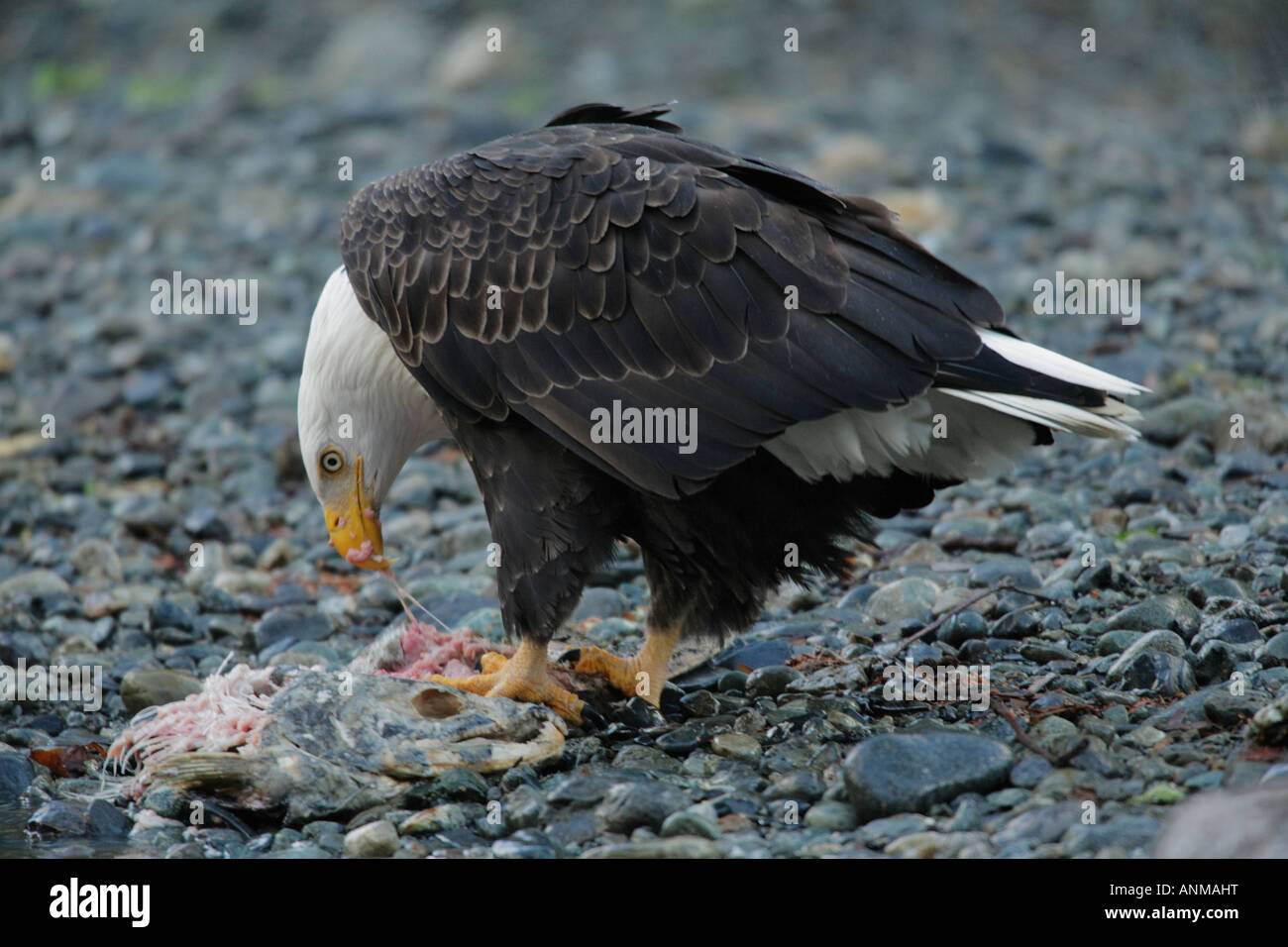 Spawned hi-res stock photography and images - Alamy