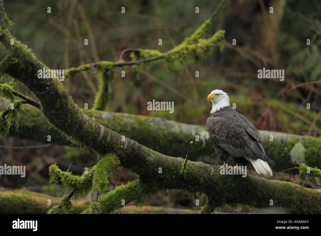 Rainforest eagle hi-res stock photography and images - Alamy