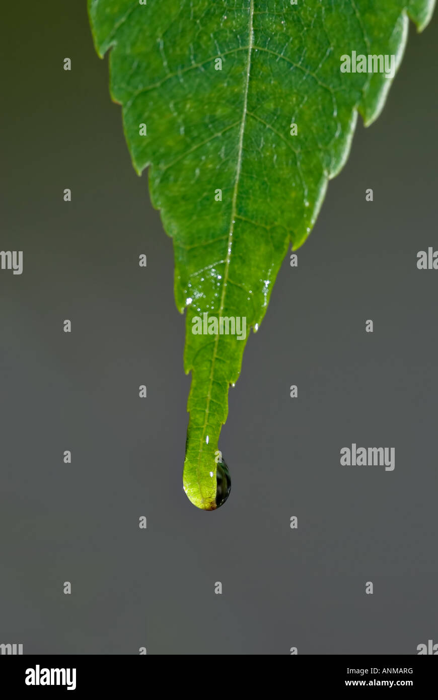 single water drop on leaf with very narrow dof so only the drip is in ...