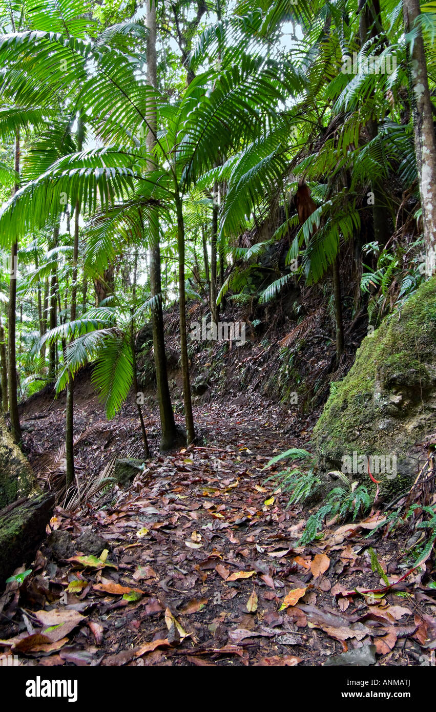 beuatiful rainforest of the world heritage listed border ranges ...