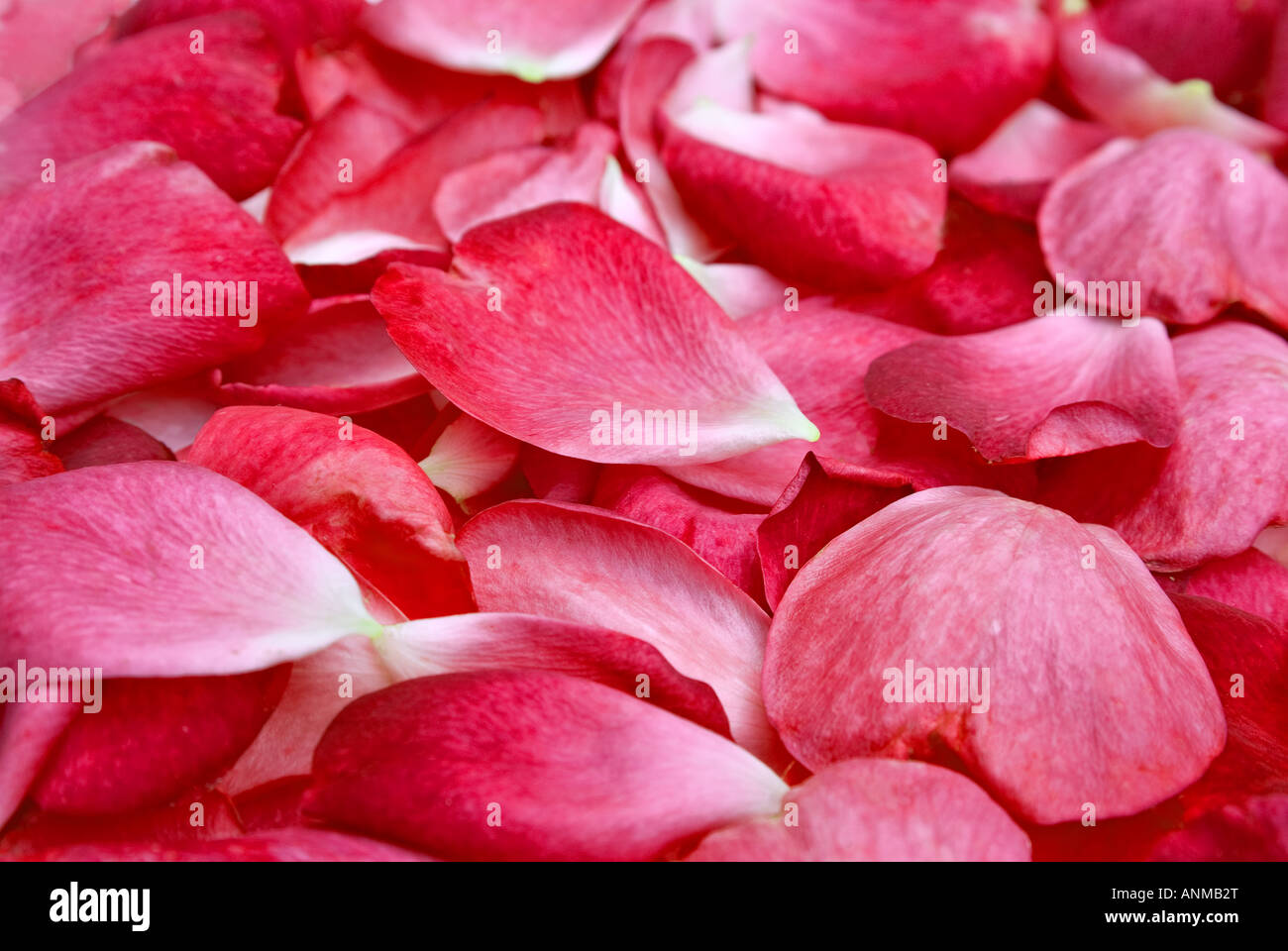 beautiful light red rose petal background image Stock Photo - Alamy