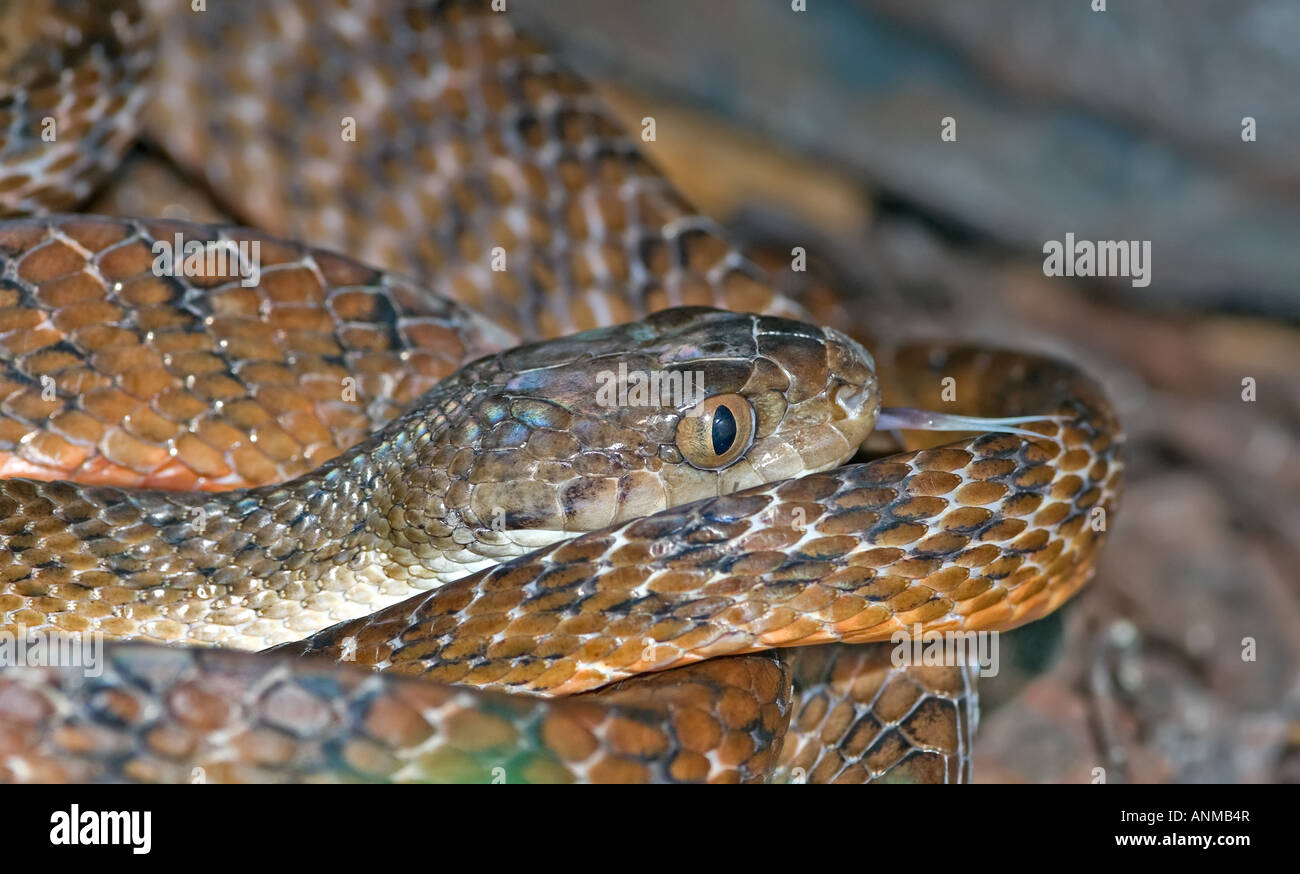 Tiger snake hi-res stock photography and images - Alamy
