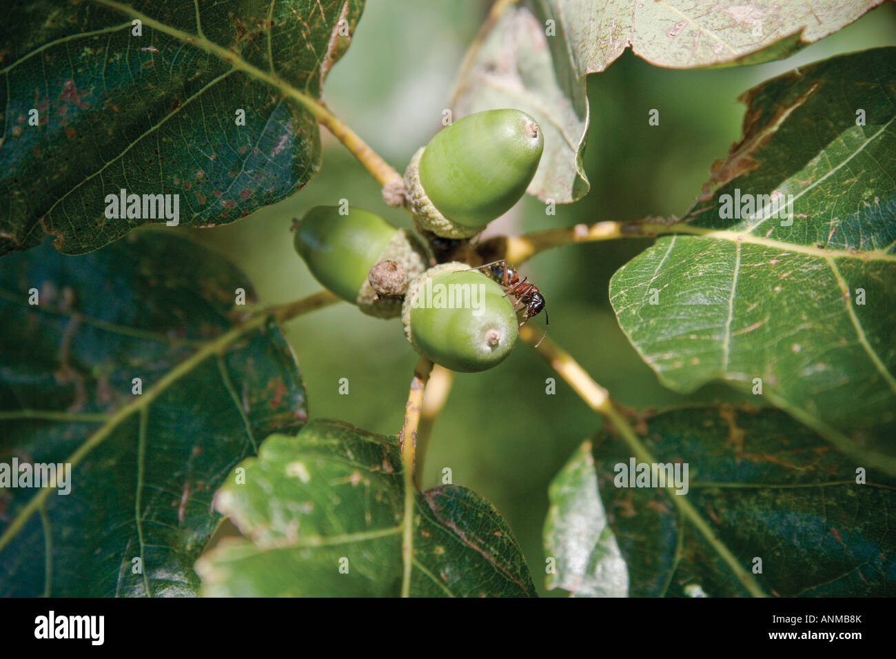 Acorn close up nut of the oak Quercus tree Stock Photo - Alamy