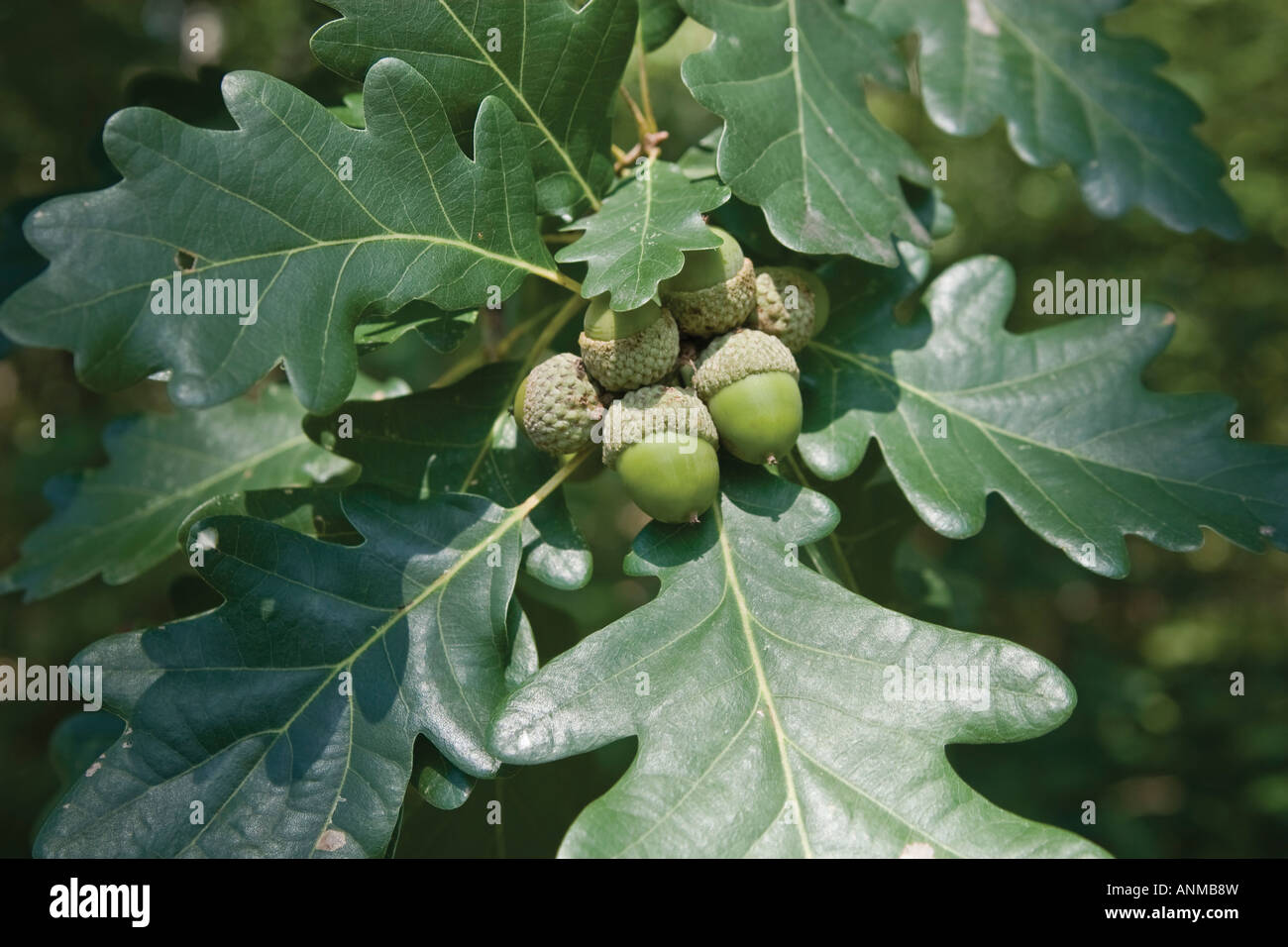 Acorn close up nut of the oak Quercus tree Stock Photo - Alamy