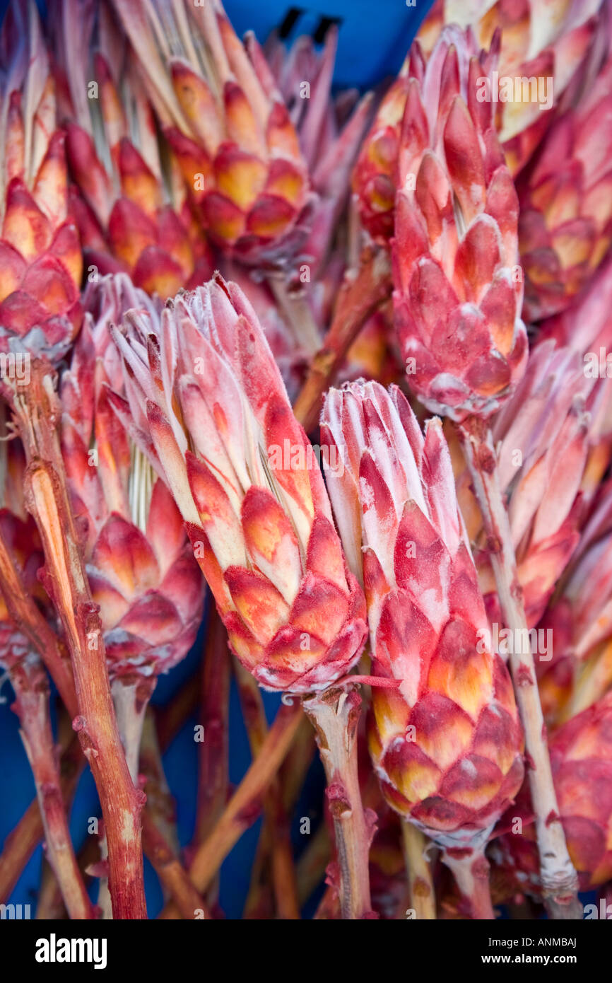 Dried protea flower hi-res stock photography and images - Alamy