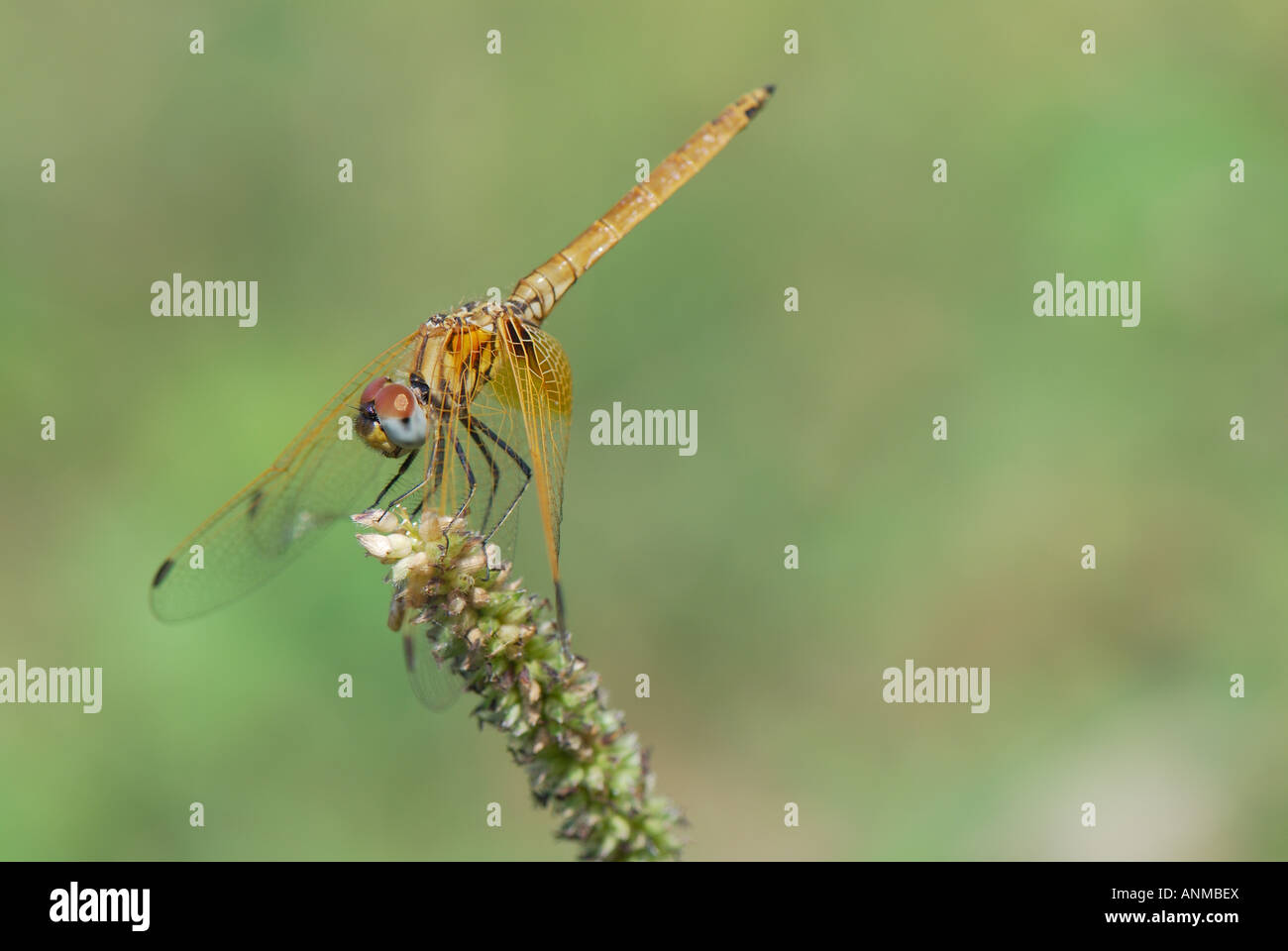 Dragon fly in Kanha National Park Stock Photo - Alamy