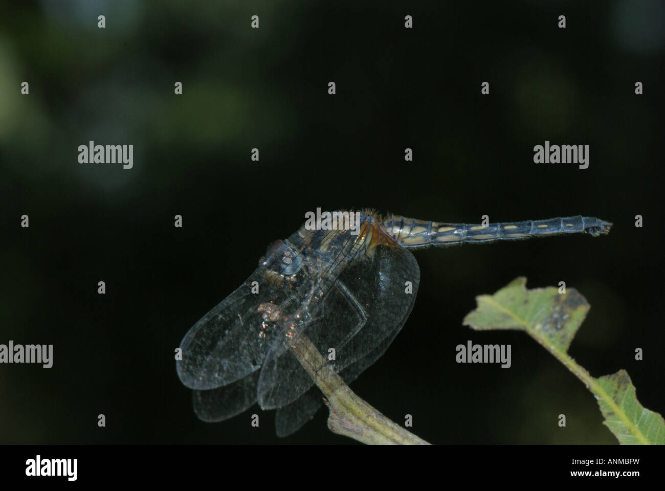 Dragon fly in Kanha National Park Stock Photo - Alamy