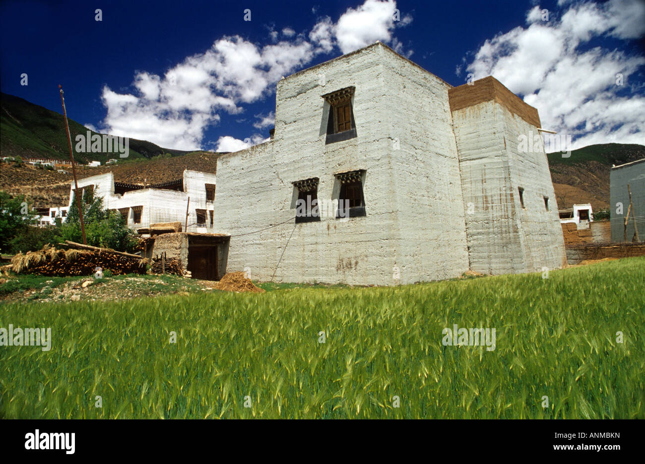 A beautiful traditional Tibetan home with a barley field around it ...