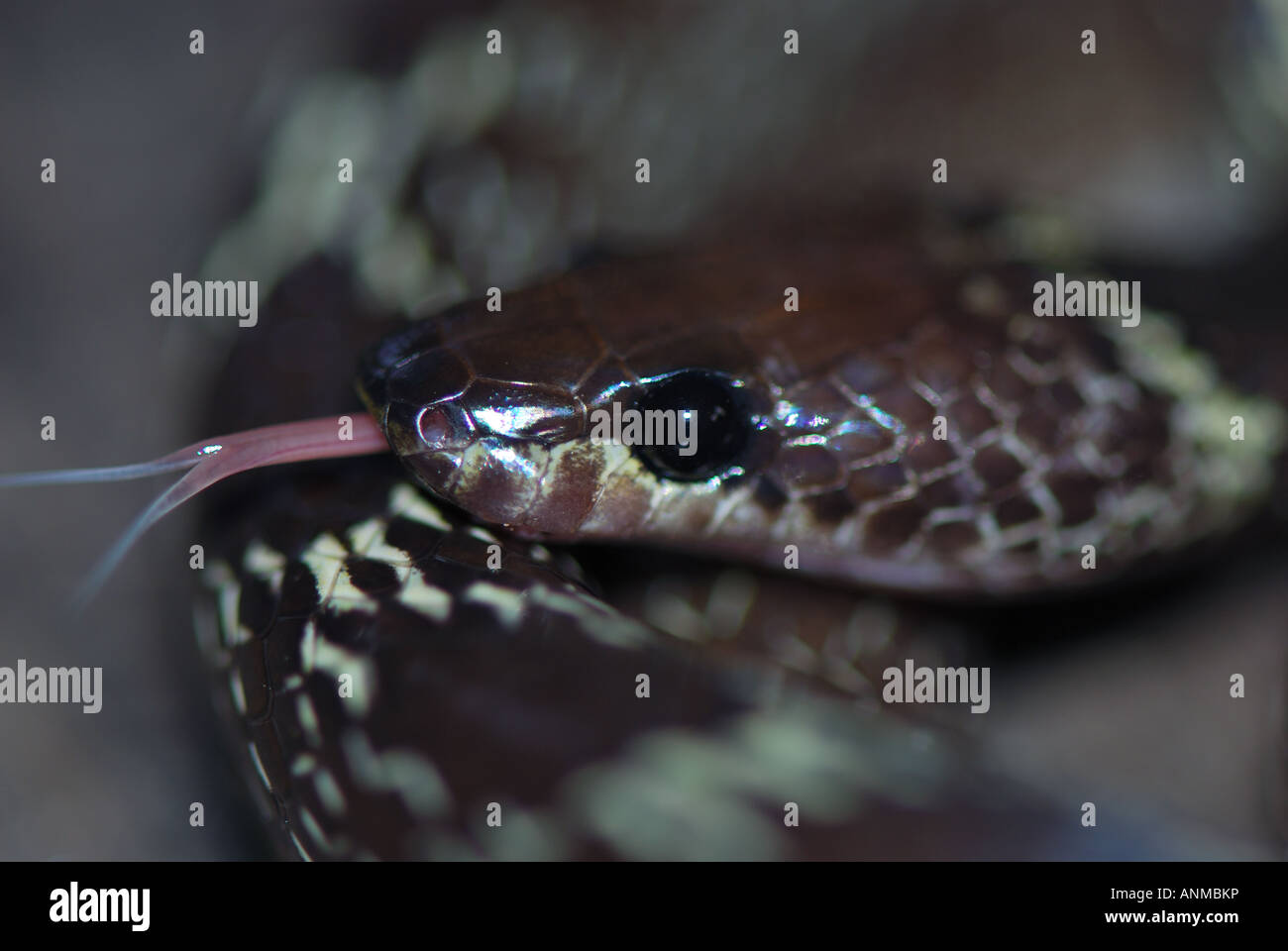 Common wolf snake Lycodon aulicus close up showing forked tongue Stock ...