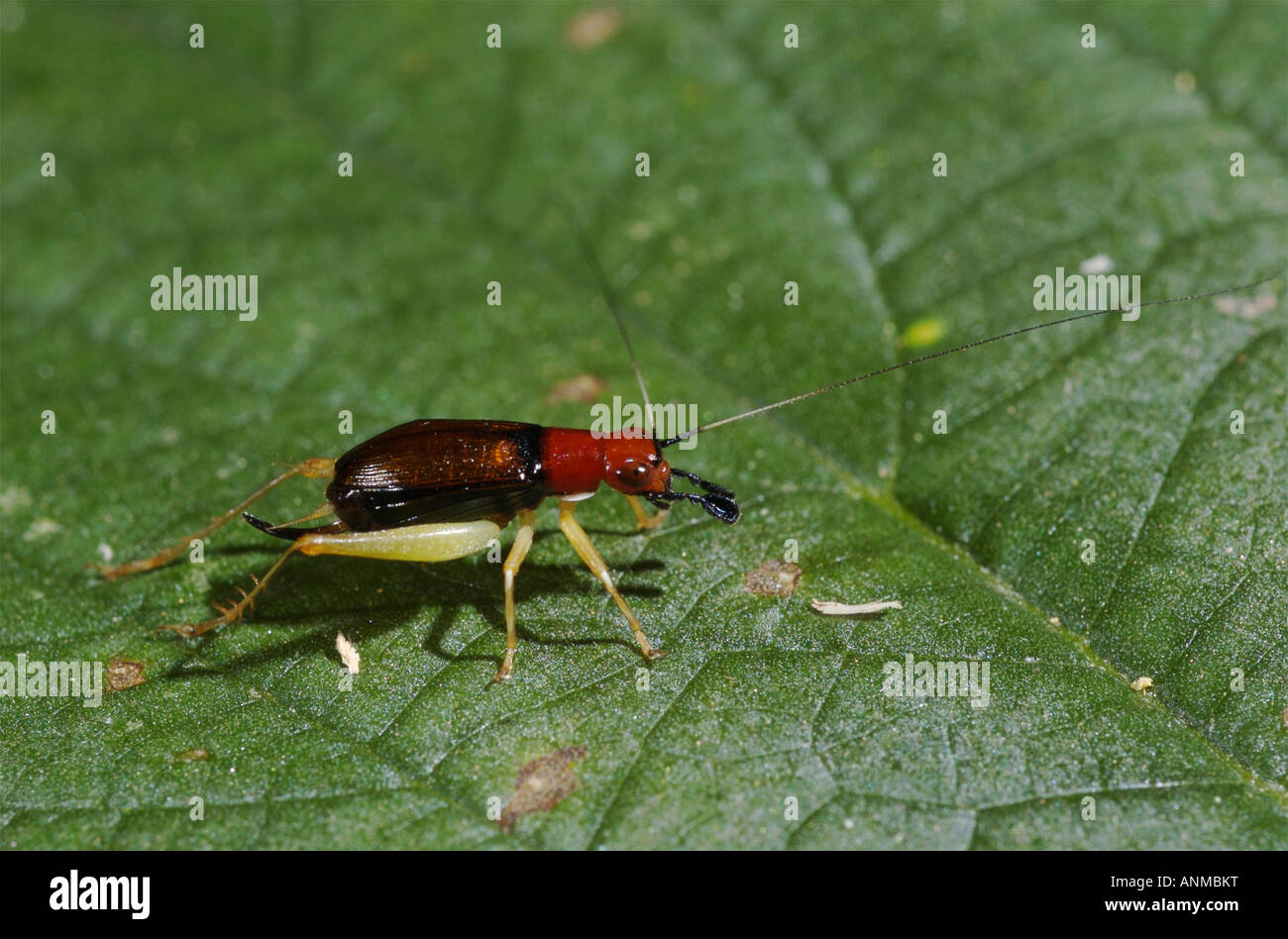 Red headed Bush Cricket adult female Phyllopalpus pulchellus Stock ...