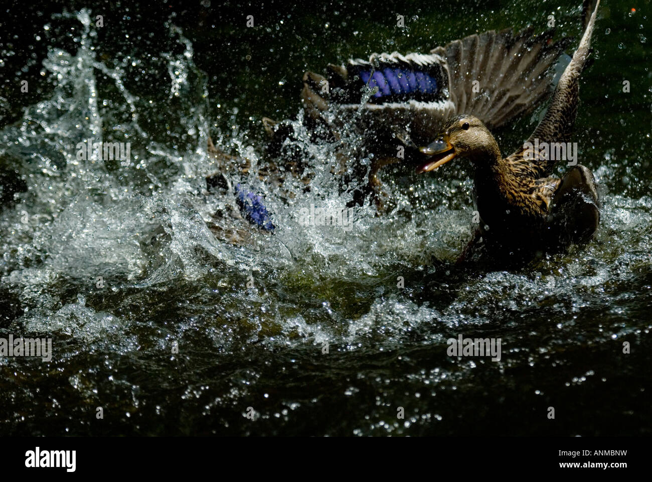 Male mallard ducks fight in water over female. High speed action shot ...