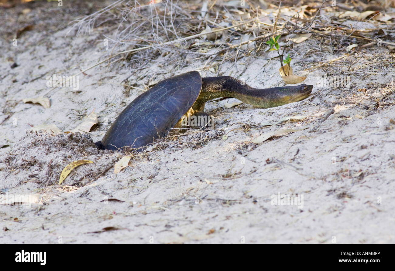 An oblong turtle (chelodina oblonga) laying its eggs beside Herdsman ...