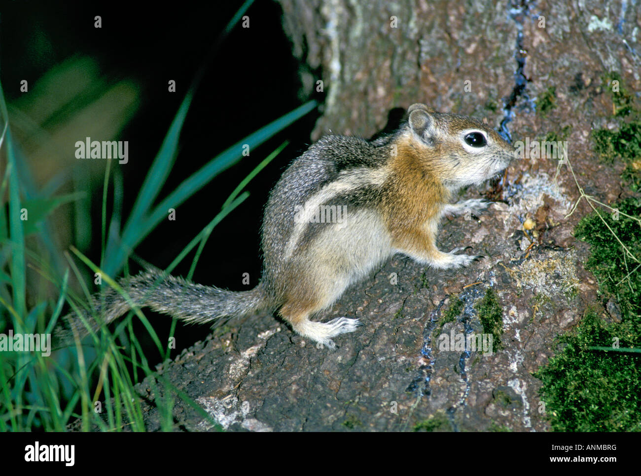 Golden-mantled Ground Squirrel Spermophilus lateralis Three Forks ...