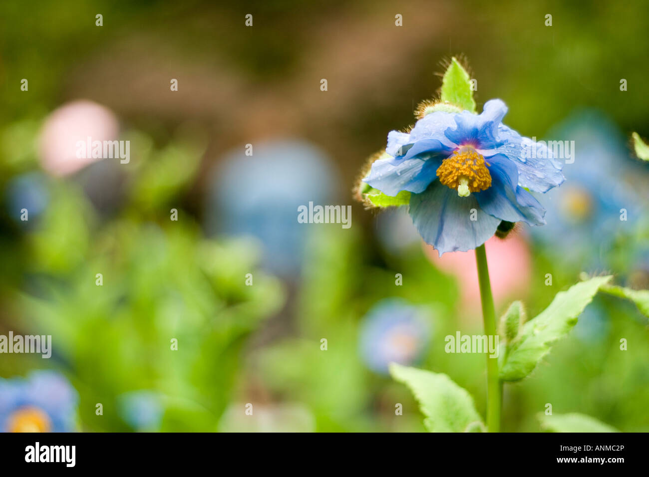 Blue Poppy at Butchart Gardens, Victoria, B.C Stock Photo - Alamy