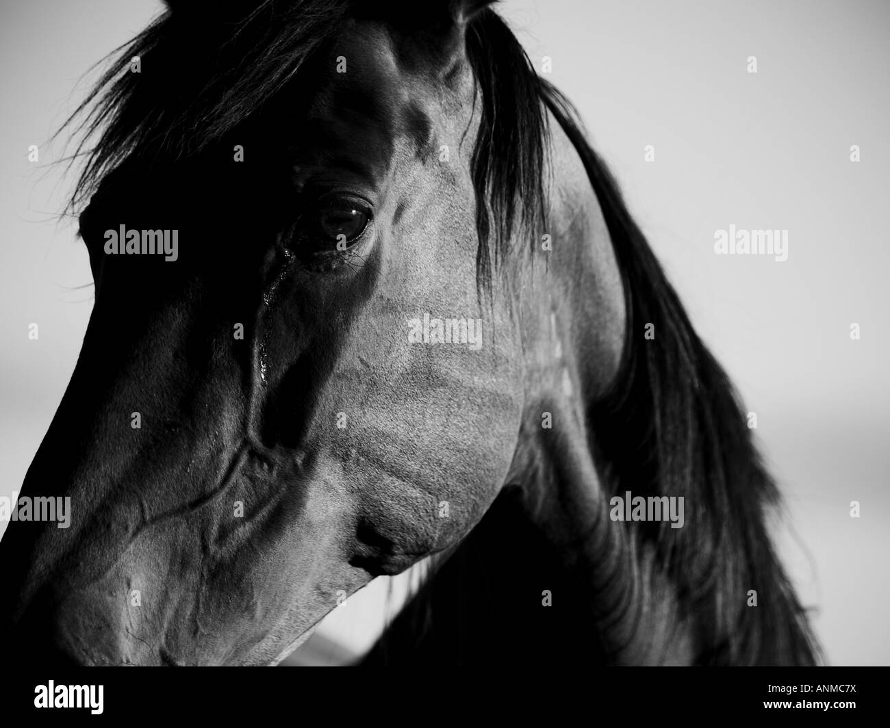 Close-up of horse's head Stock Photo - Alamy