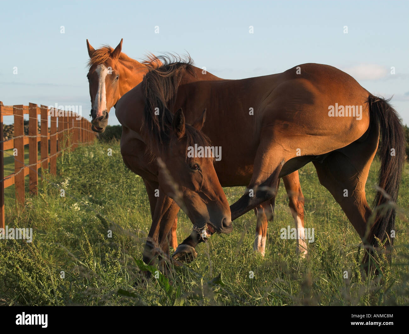 Two horses in fenced field at sunset Stock Photo - Alamy
