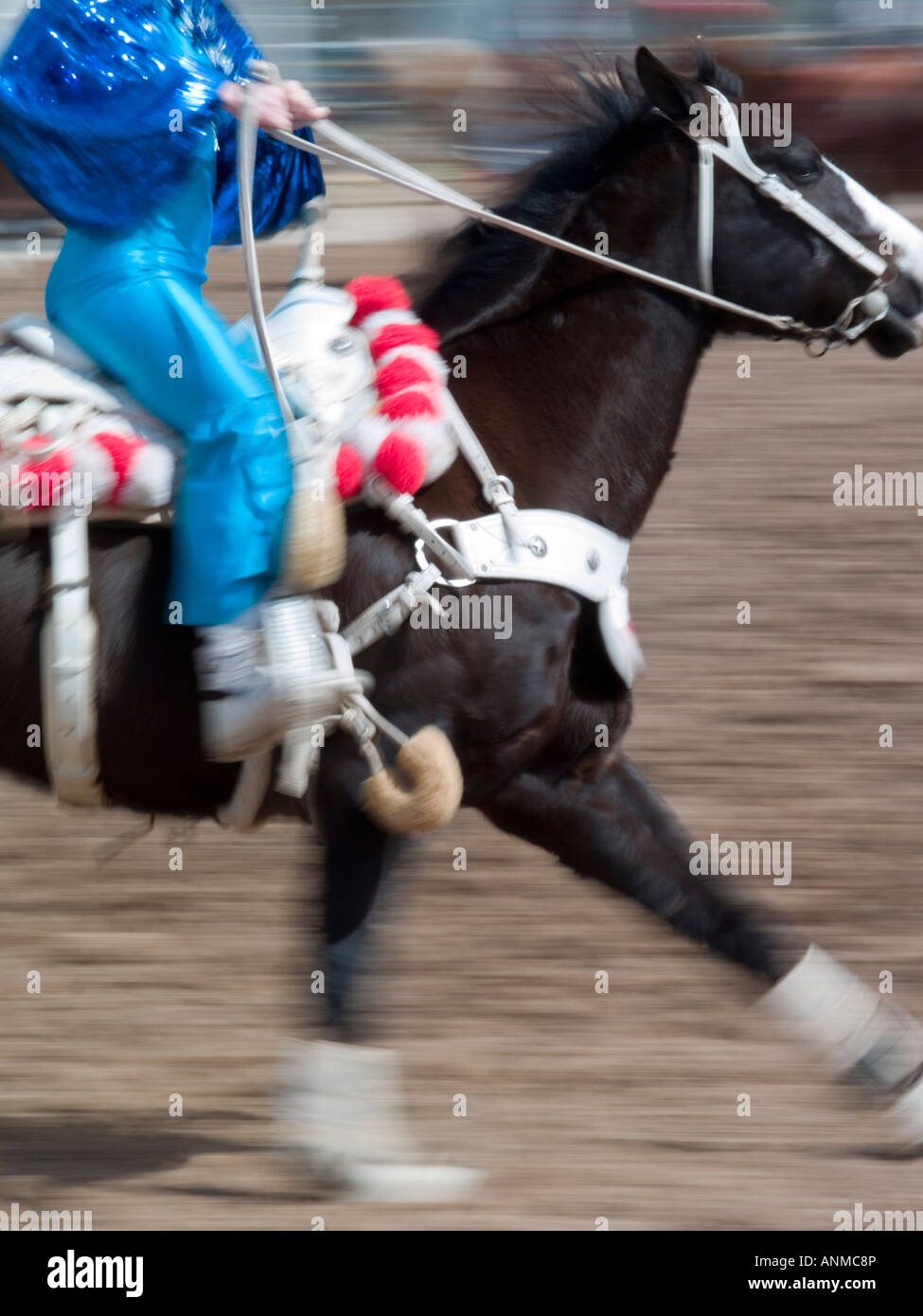 Rodeo competitors prepare for the Tucson Rodeo competition Stock Photo ...