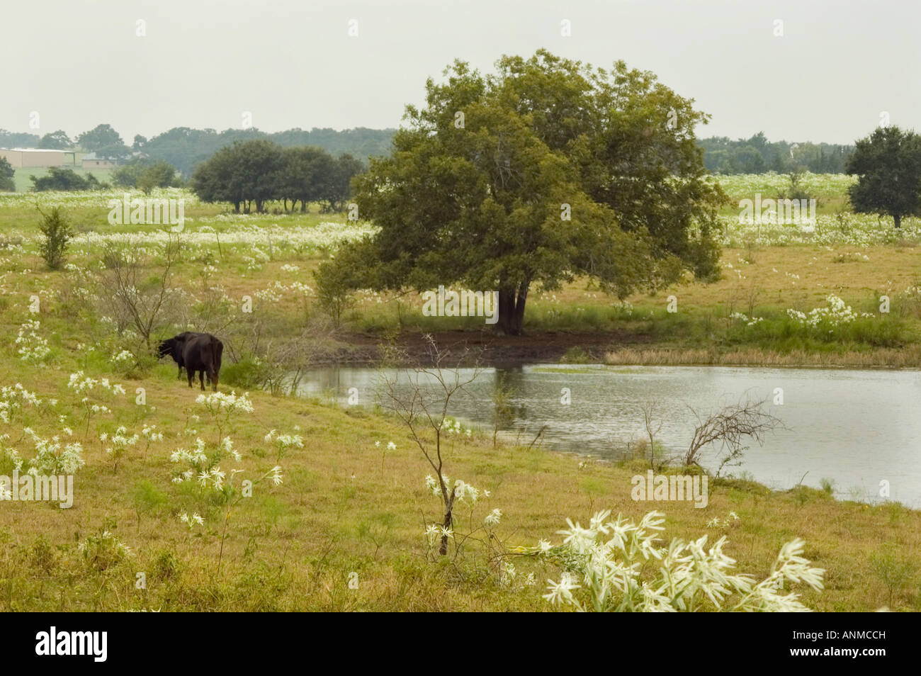 Texas farm near water hi-res stock photography and images - Alamy