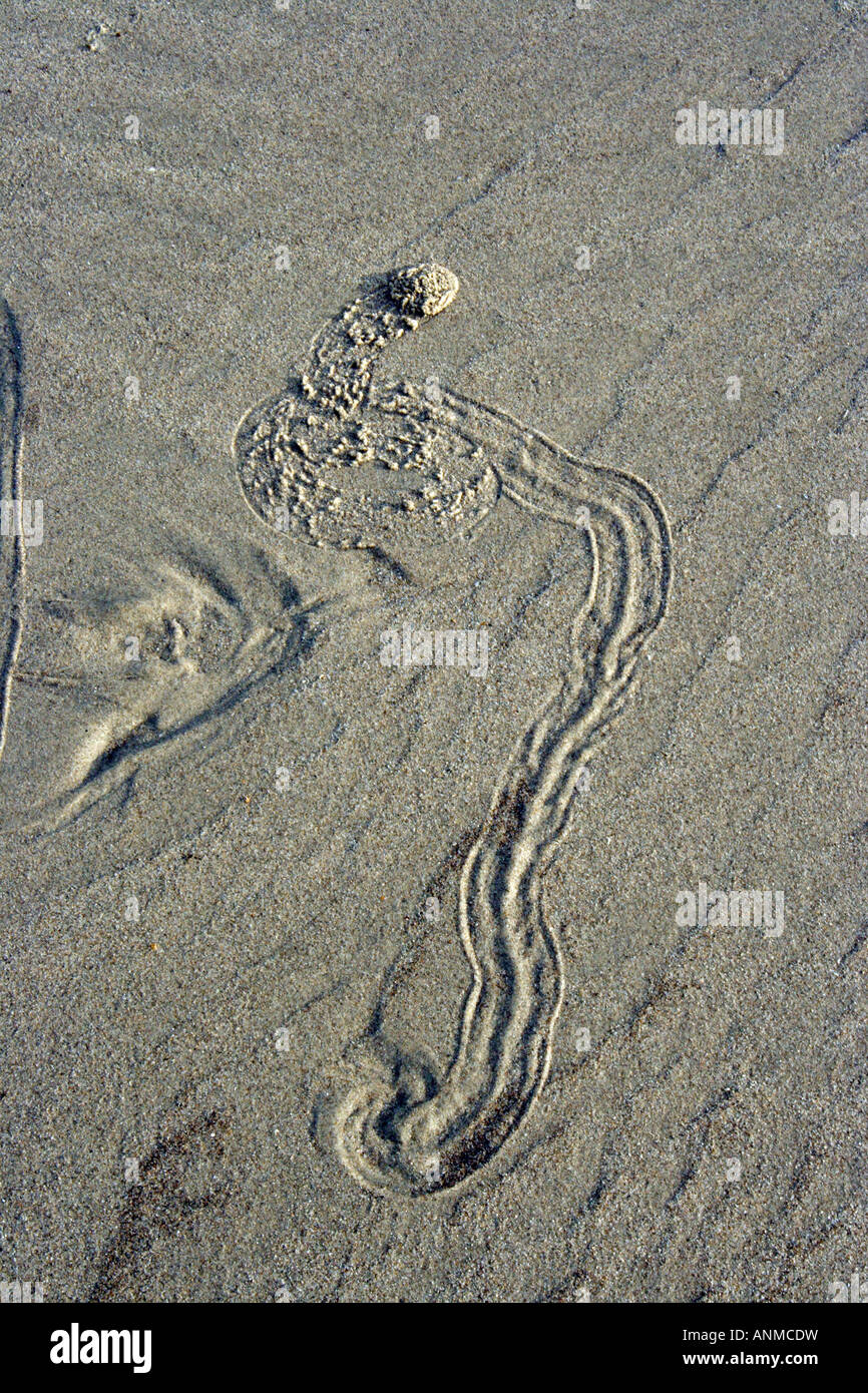 Aquatic mollusc hi-res stock photography and images - Alamy