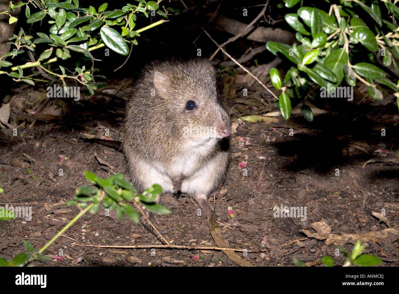 Long nosed potoroos potorous tridactylus hi-res stock photography and ...