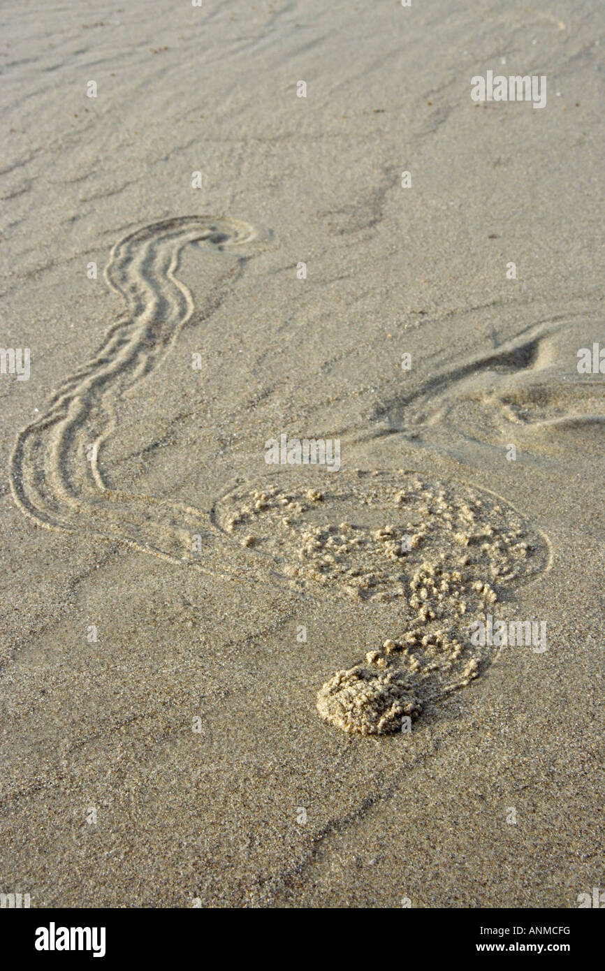 A mollusc making track on the beach Stock Photo - Alamy