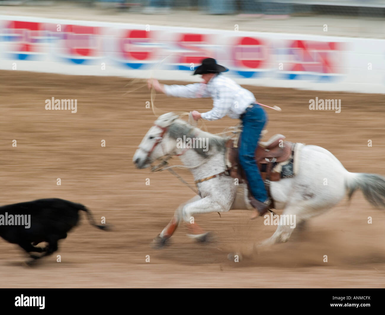 Rodeo competitors prepare for the Tucson Rodeo competition Stock Photo ...