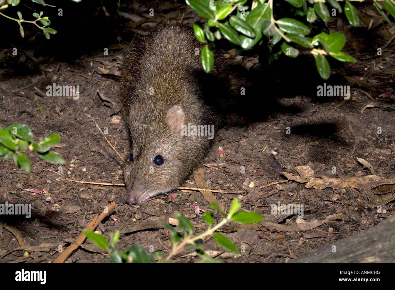 Southern Brown Bandicoot - Isoodon obesulus Stock Photo - Alamy