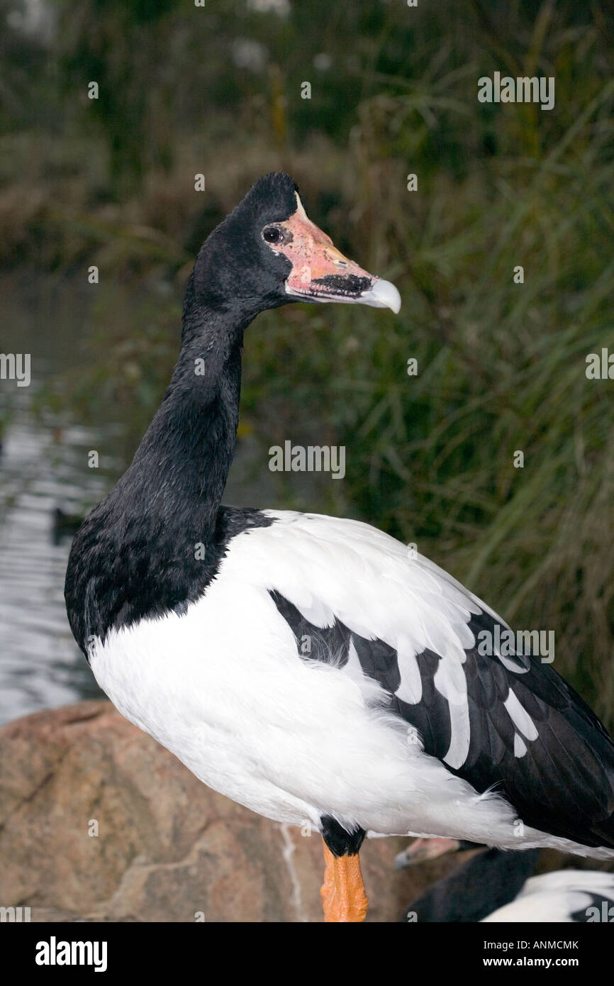 Pied/Magpie Goose - Anseranas semipalmata Stock Photo - Alamy