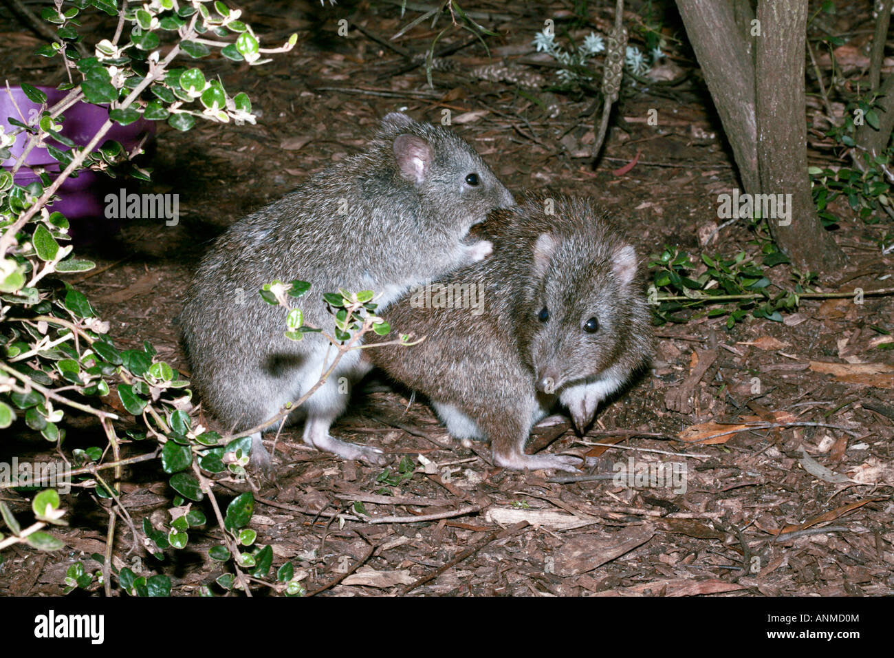 Long nosed potoroo potorous tridactylus hi-res stock photography and ...