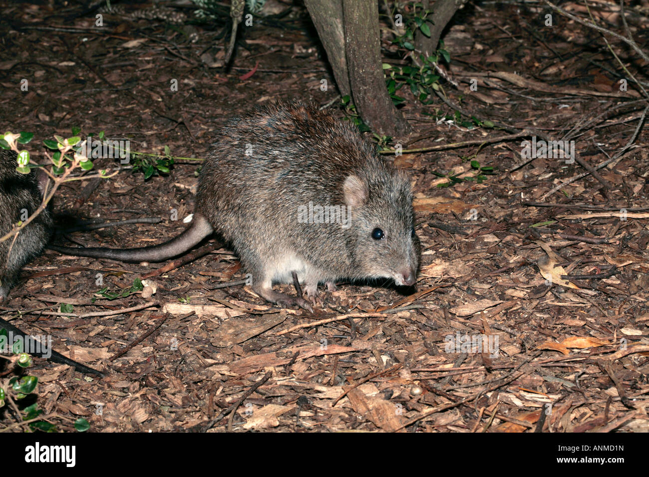 Potoroo Australia High Resolution Stock Photography and Images - Alamy
