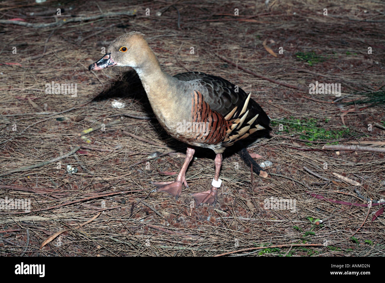 Plumed Whistling Duck/Tree Duck- Dendrocygna eytoni Stock Photo - Alamy
