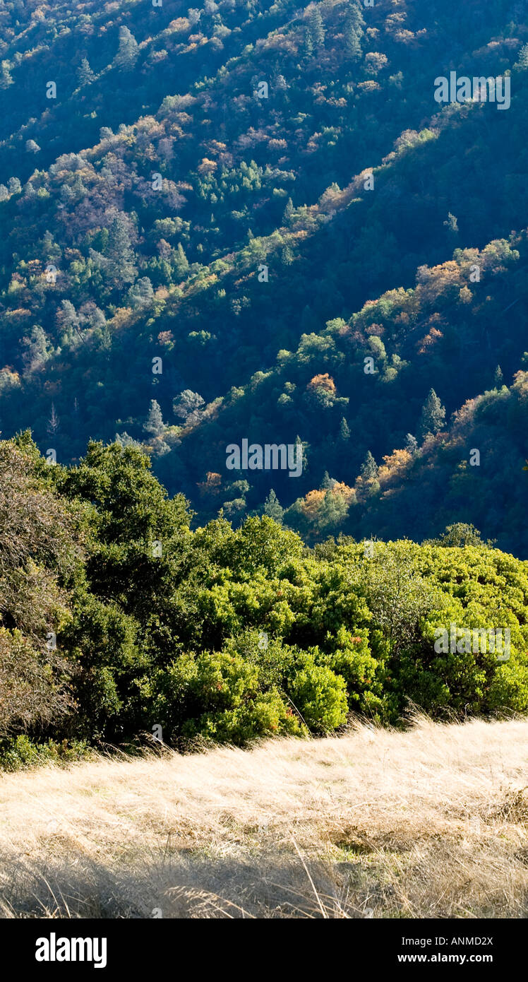 Assorted trees along hillside Stock Photo - Alamy