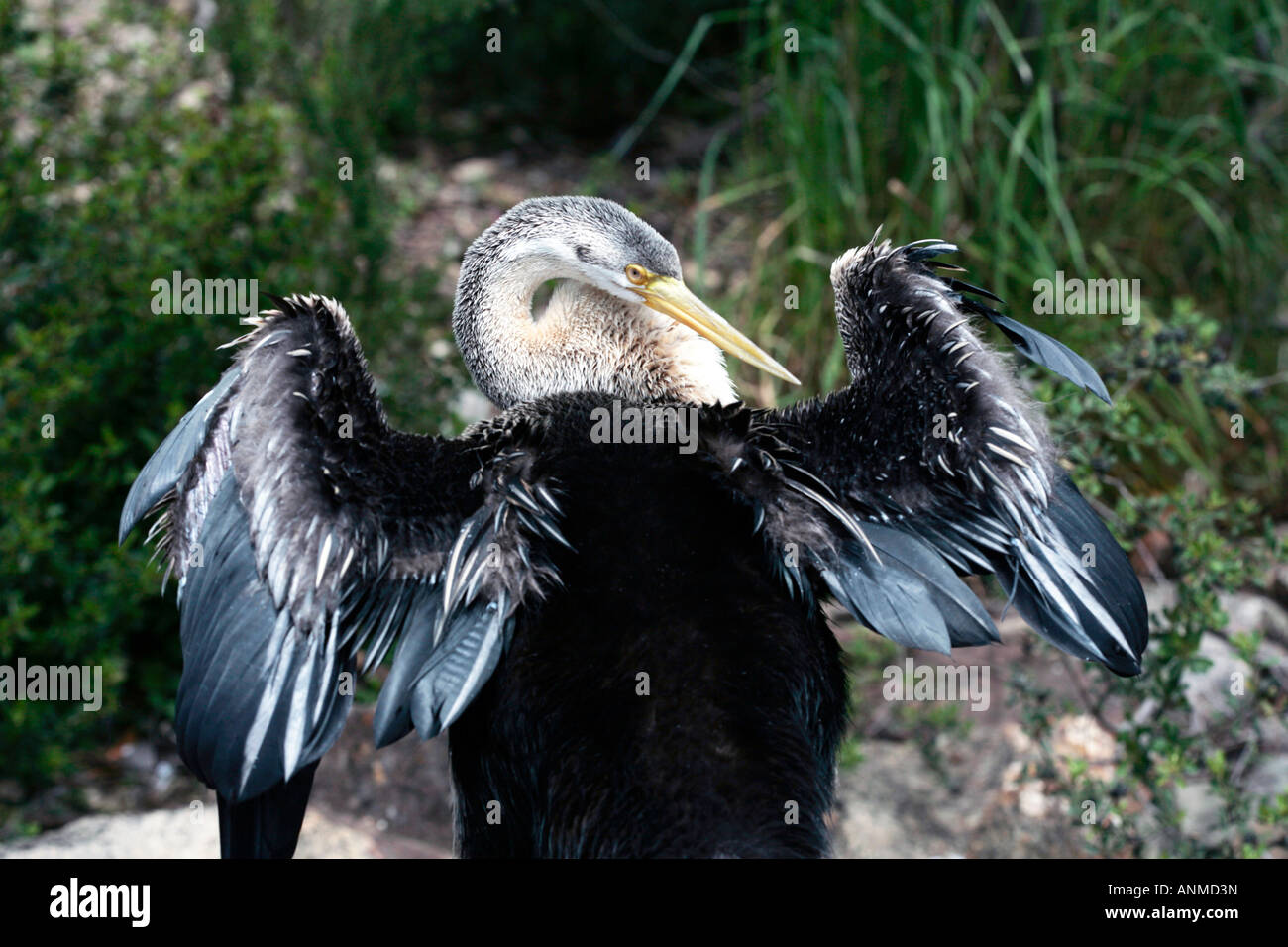 Female Anhinga/Darter- Anhinga melanogaster Stock Photo - Alamy