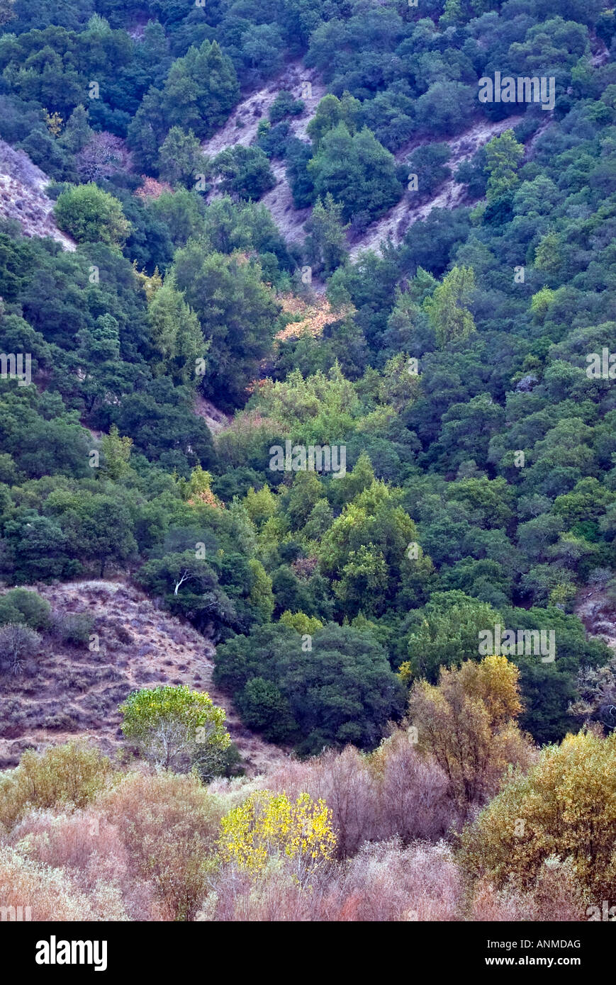 Valley of trees Stock Photo - Alamy