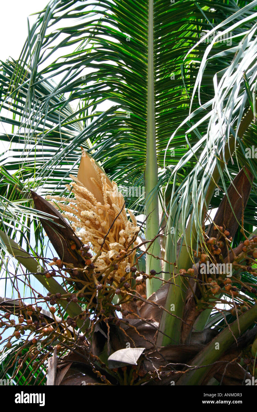Indigenous coconut work hi-res stock photography and images - Alamy
