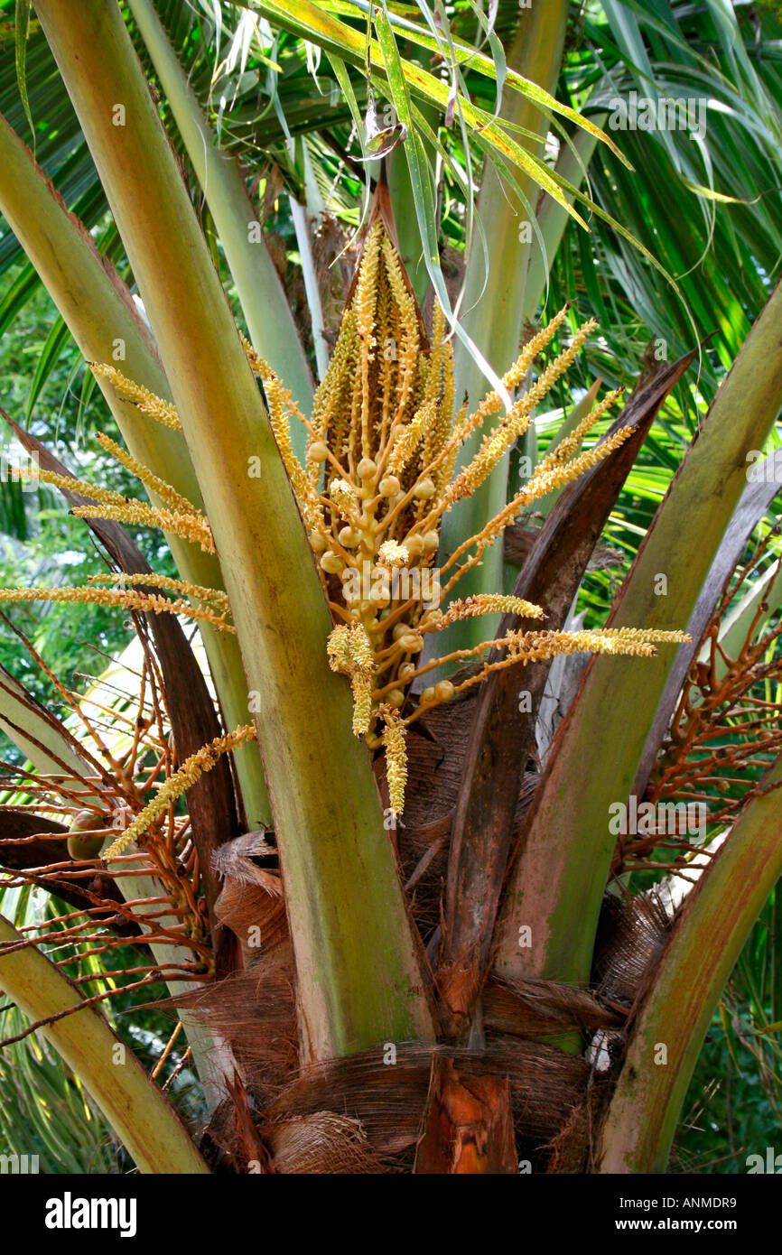 Indigenous coconut work hi-res stock photography and images - Alamy