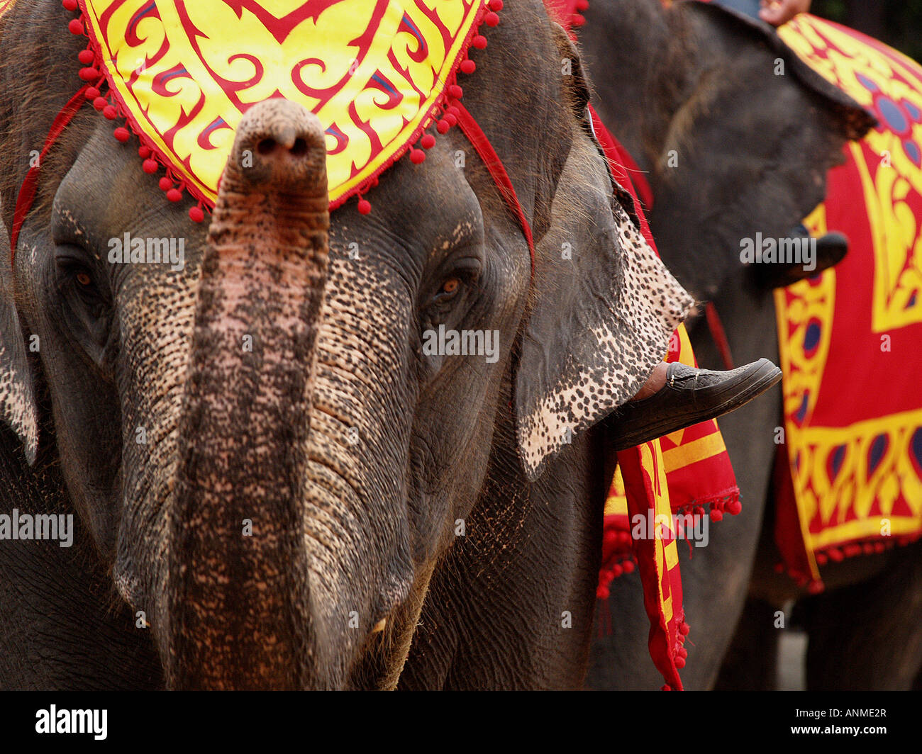 Decorated elephants in procession in Thailand Stock Photo - Alamy