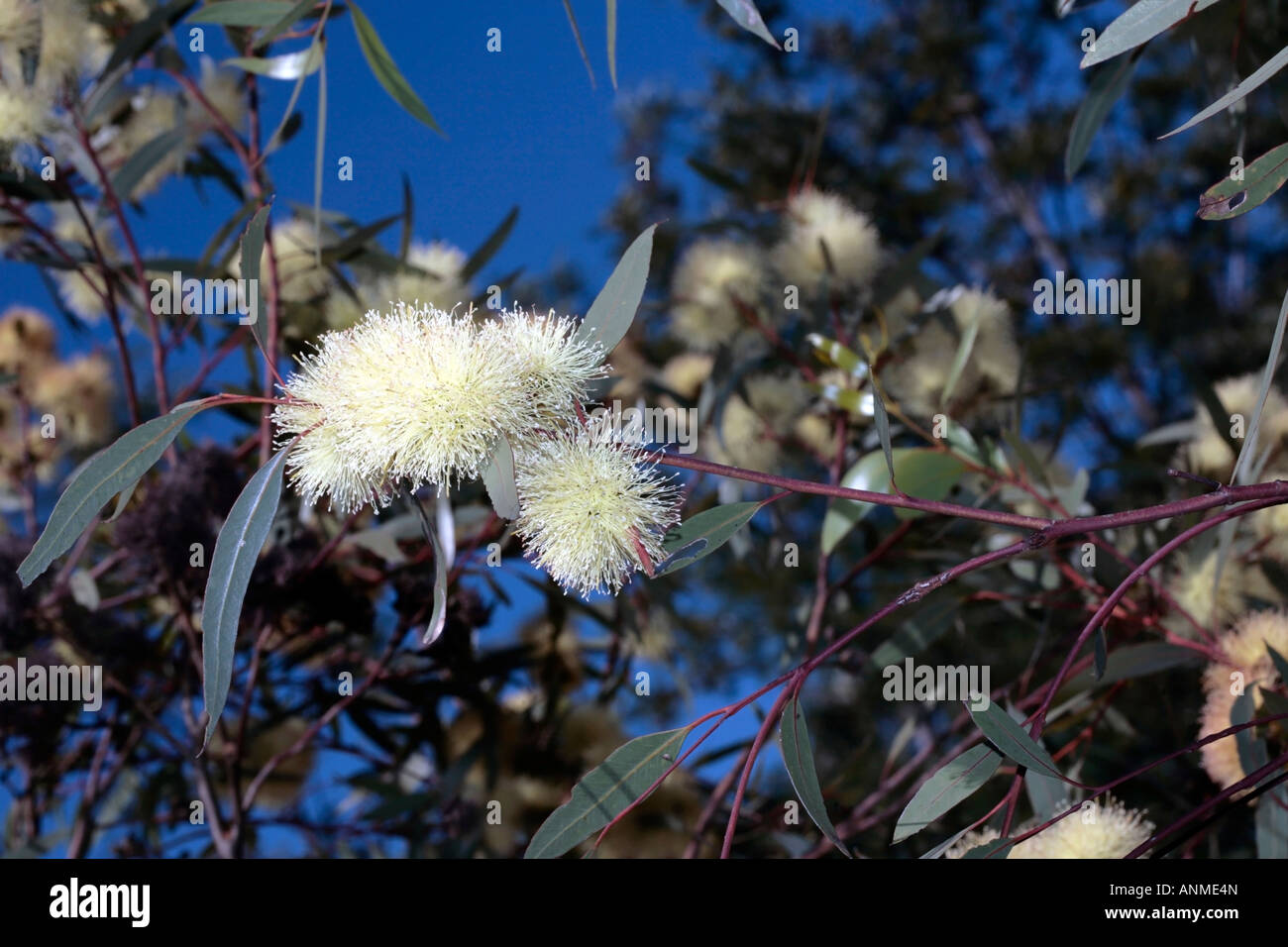 Long-Flowered Marlock- Eucalyptus macranda- Family Fabaceae Stock Photo ...