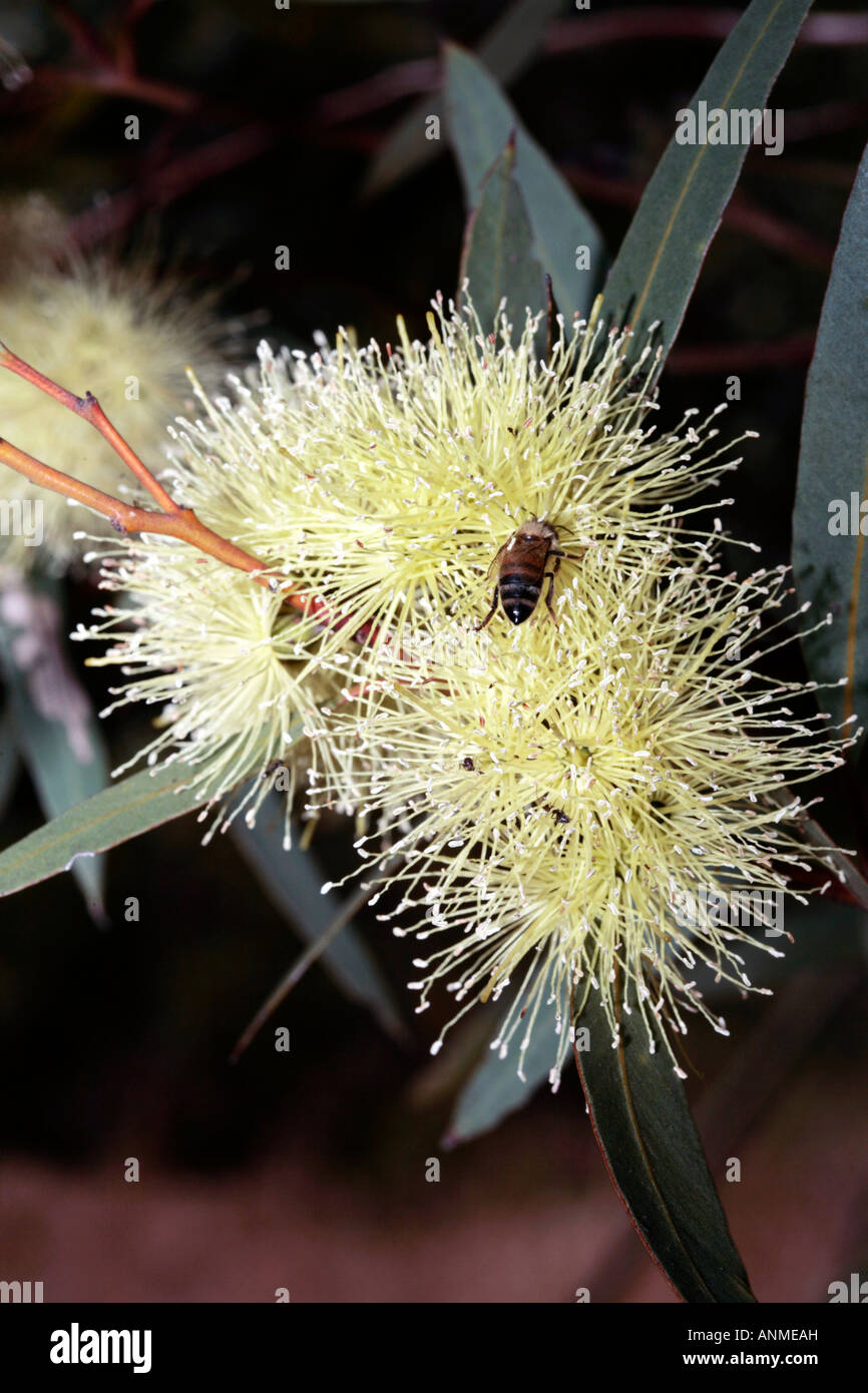 Long-Flowered Marlock- Eucalyptus macranda and Honey Bee- Family ...