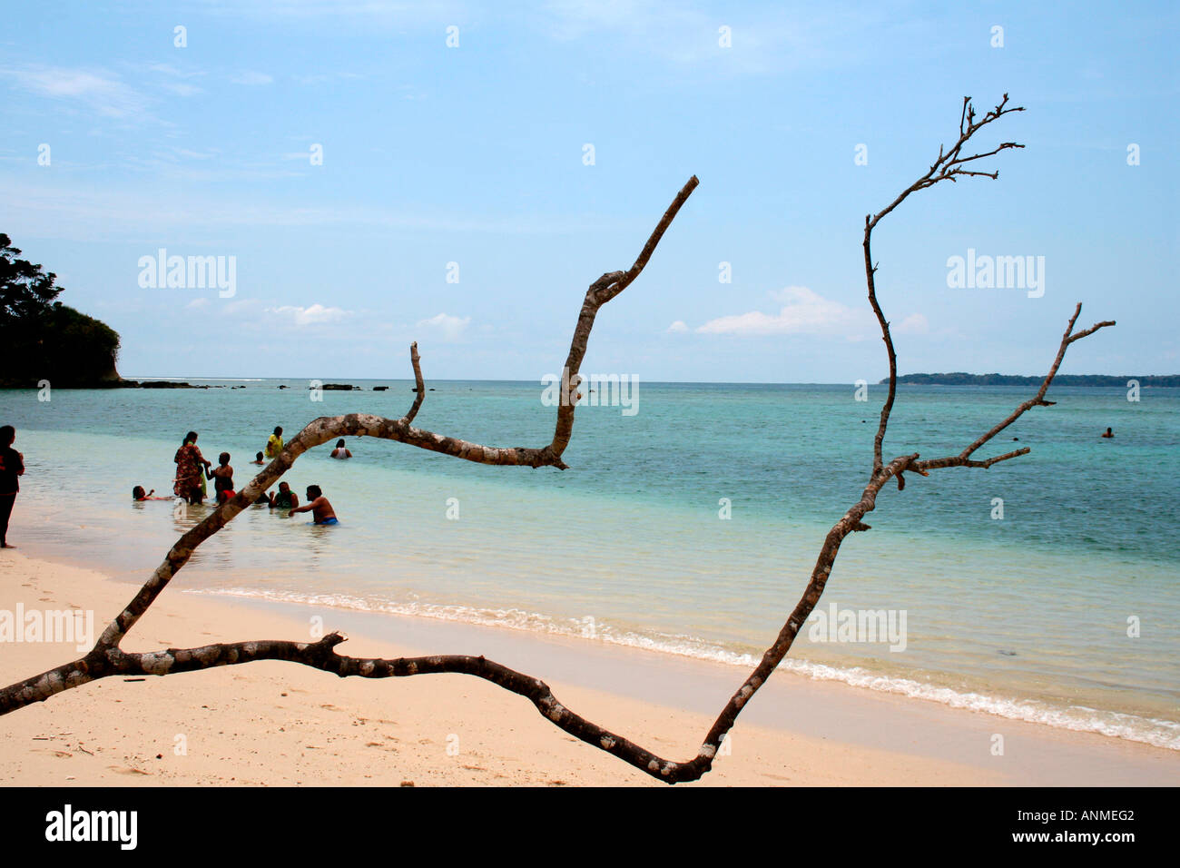 Leafless branches of a fallen tree after Tsunami in background of the ...